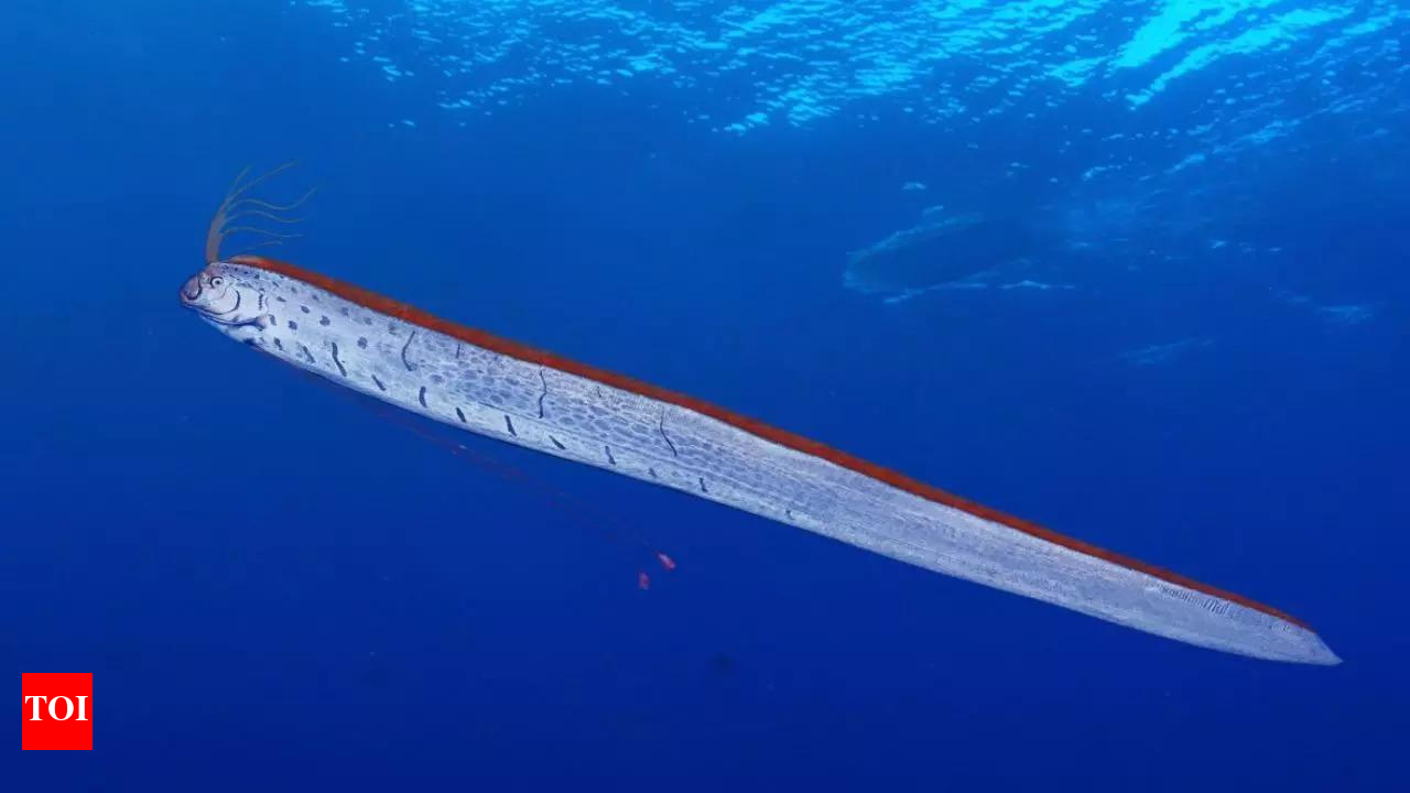 Are Oarfish Dangerous