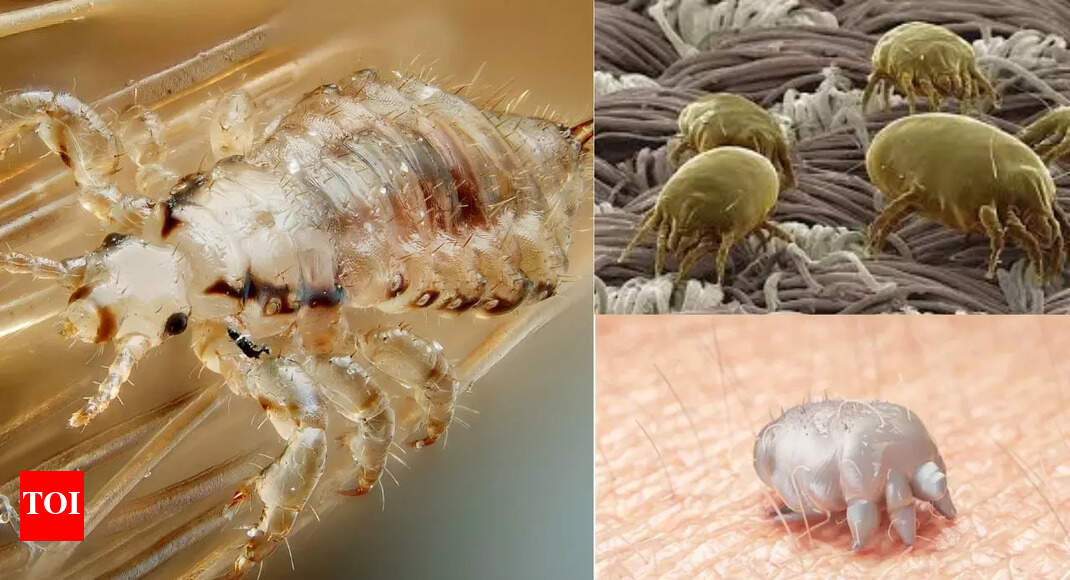 Body Bugs