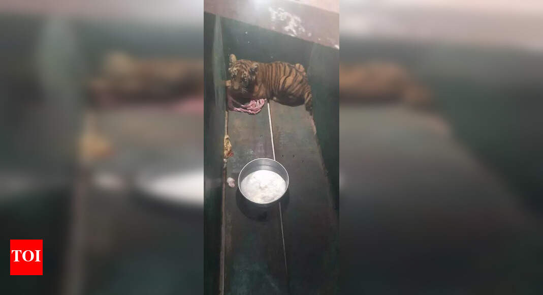 Tiger cub relocated in KNPTR | Guwahati News - The Times of India
