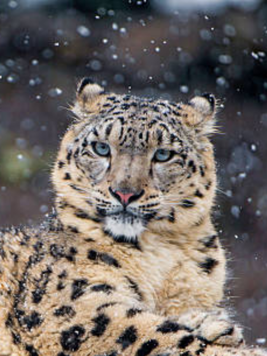 10 rare animals that are found only in Asia | Times of India
