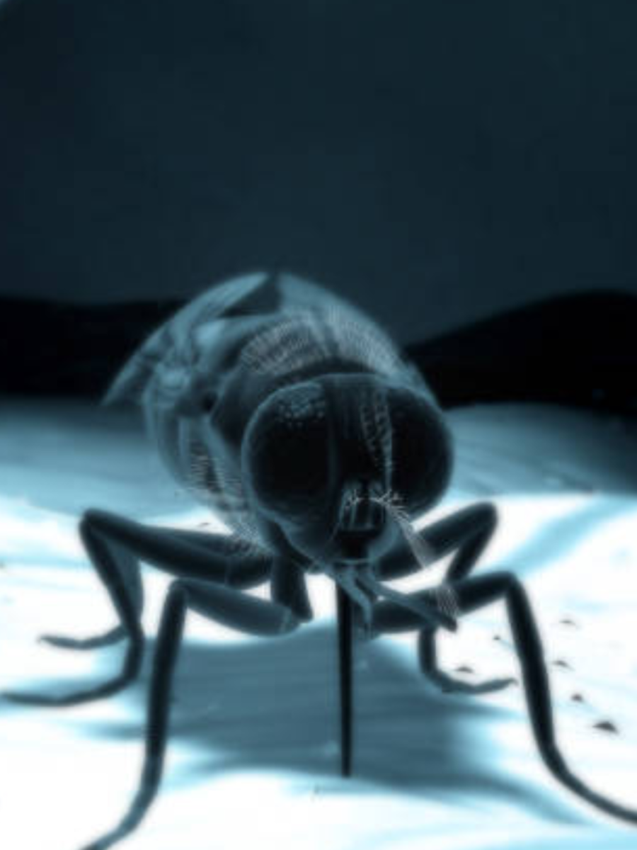 10 most dangerous insects in the world | Times of India