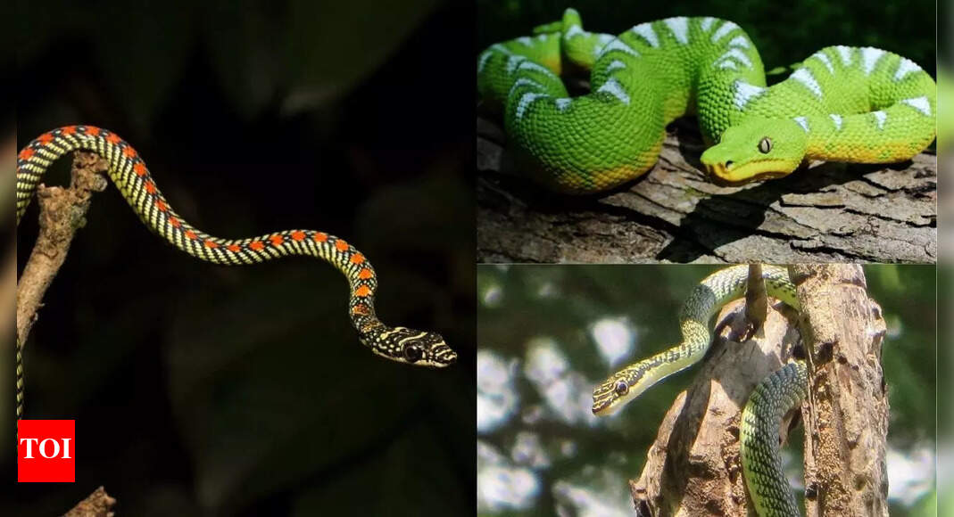 5 snakes that never touch ground: Masters of the treetops | - Times of ...