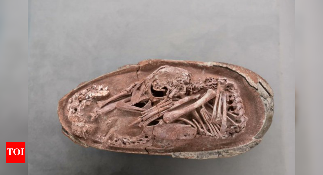 70-million-year-old dinosaur embryo found fossilised inside an egg that ...