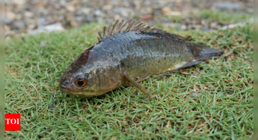 This Indian fish can climb trees (here's where you can find it) - Times ...