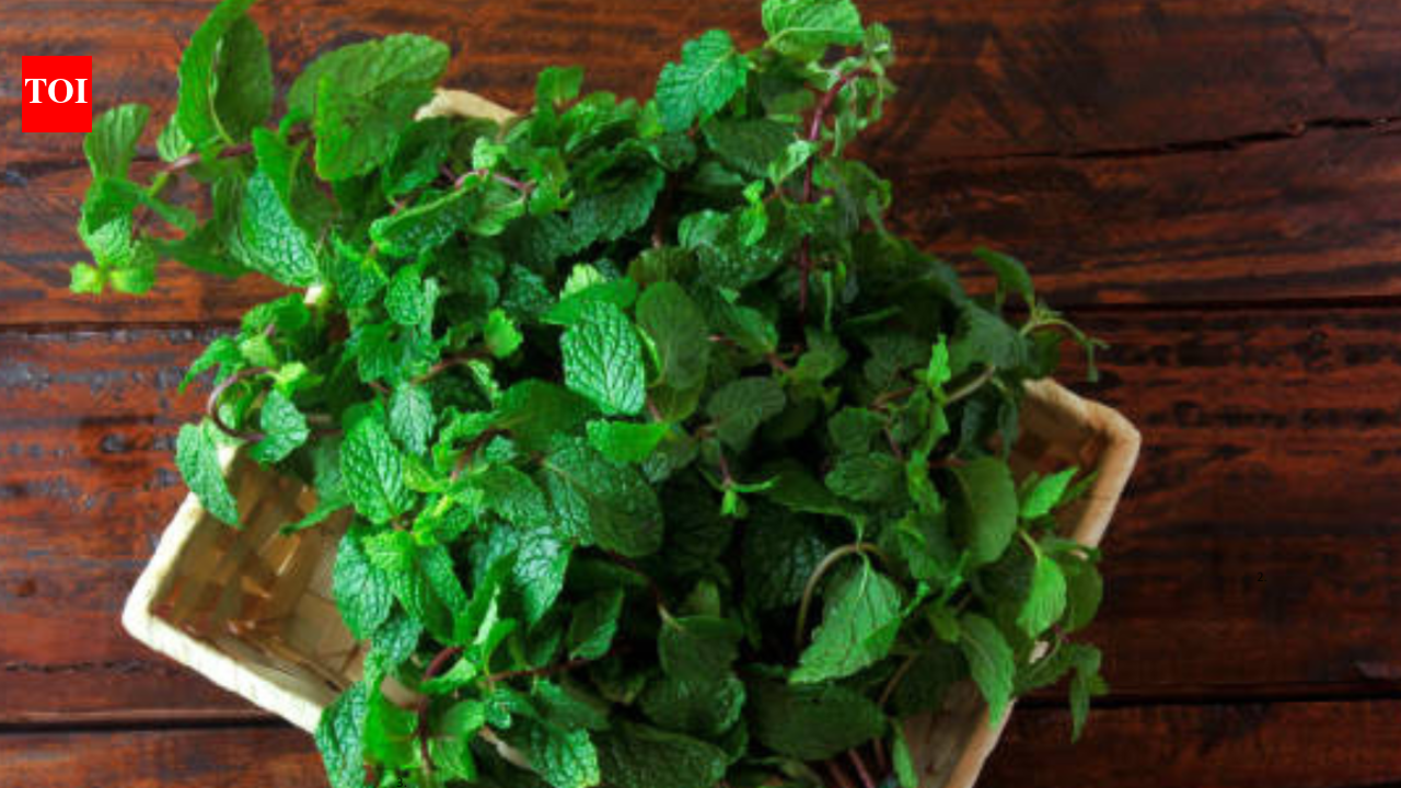 Pudina benefits: 5 medicinal benefits of mint and how to use it in cooking