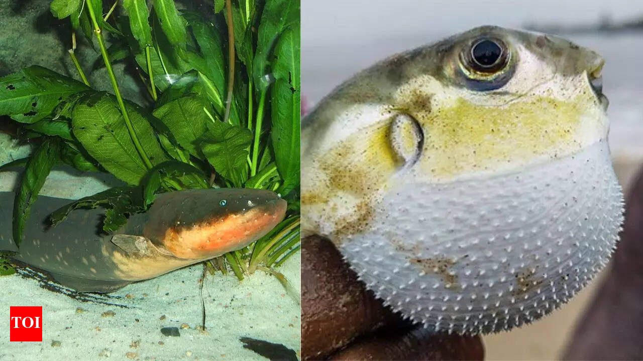 Puffer Fish Teeth Bite