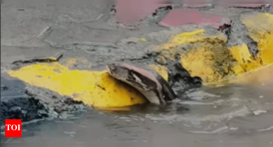 Watch: Viral video shows huge python swimming in Navi Mumbai ...