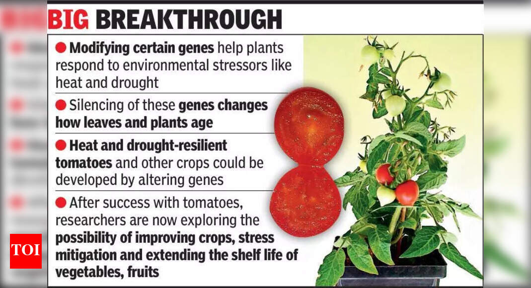 MSU researchers identify genes to produce seedless tomatoes | Vadodara ...