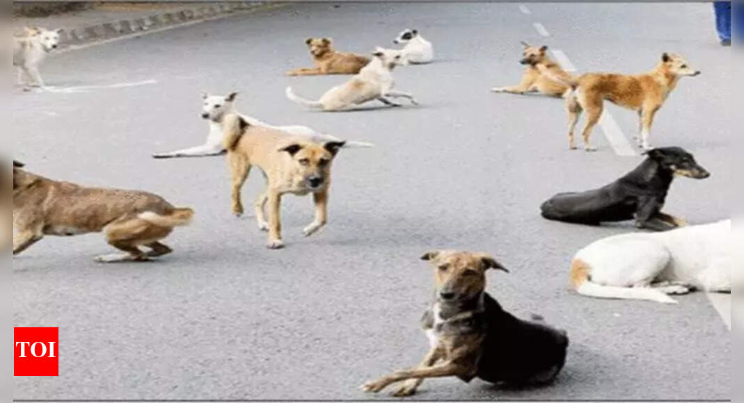 Three-year-old boy injured in stray dog attack in Hosur | Coimbatore ...