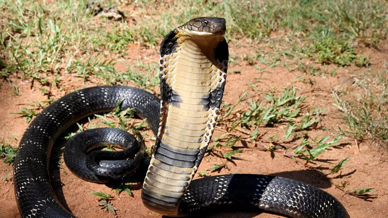 10 king cobras found near Mount Everest in Kathmandu; experts say this ...