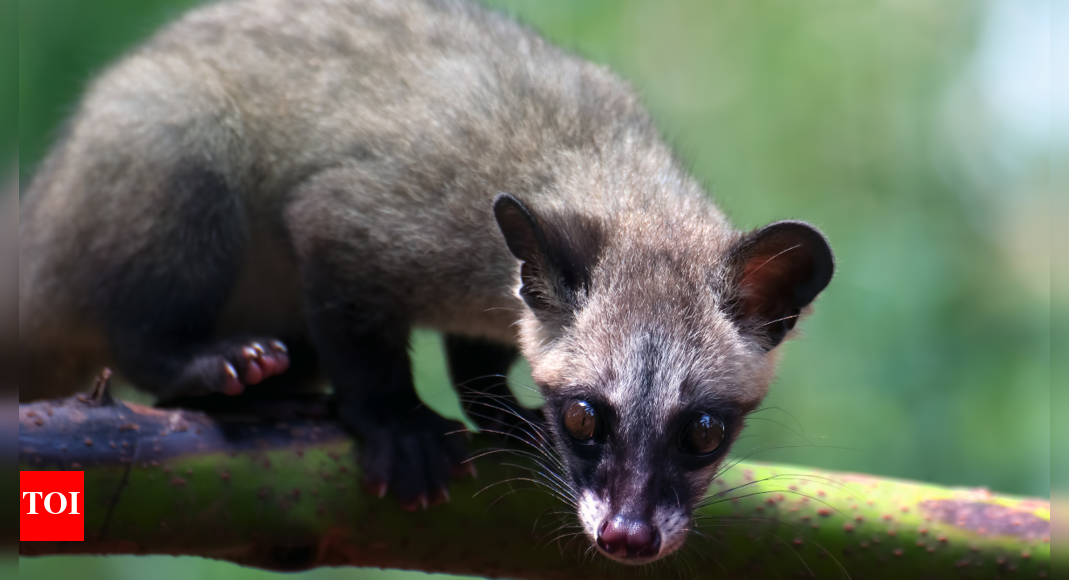 100 civet cats, gold, and luxury gifts: This Vietnamese wedding broke ...