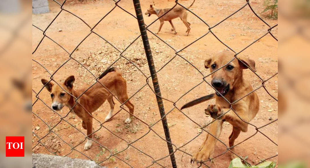 India's unregulated pet care sector enables exploitation | News Minimalist