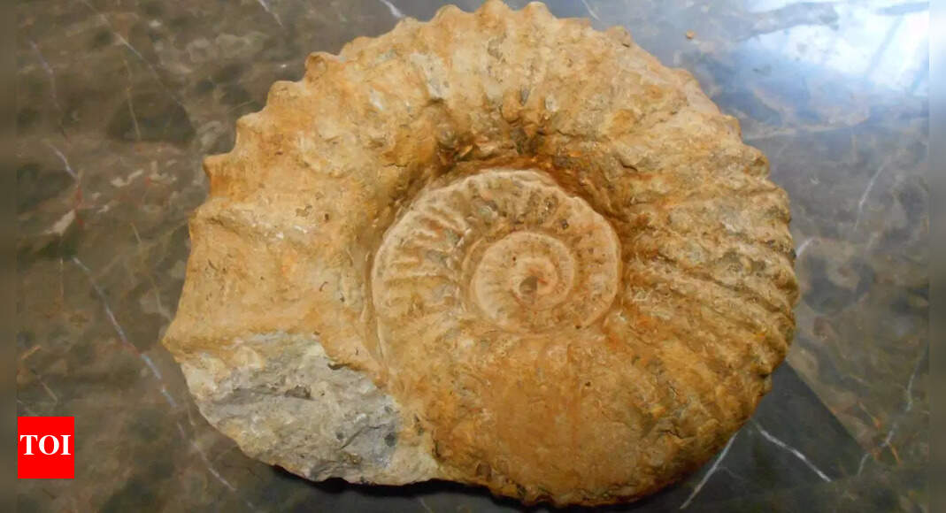 Ancient fossils reveal how life rebounded after mass extinctions of ...
