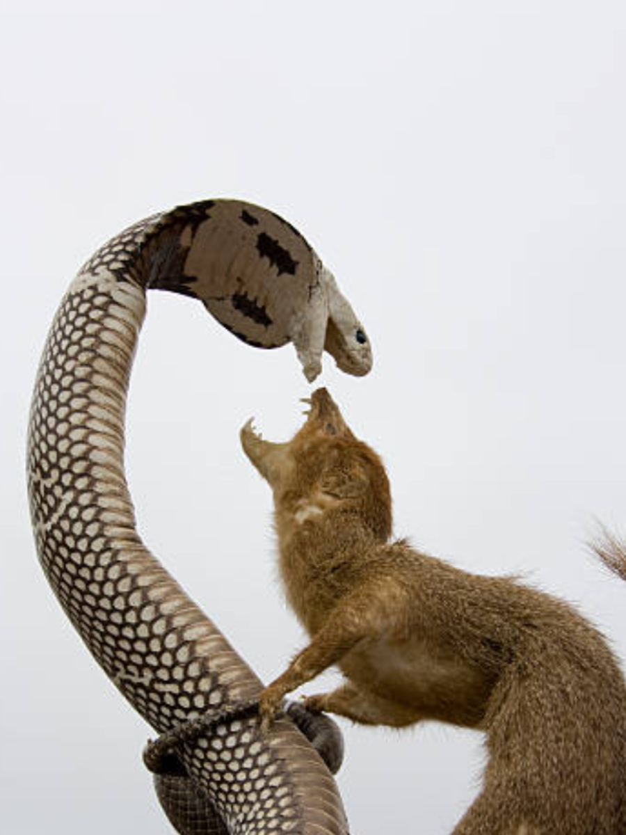 10 animals that can fight and kill snakes (two of them can be good pets ...
