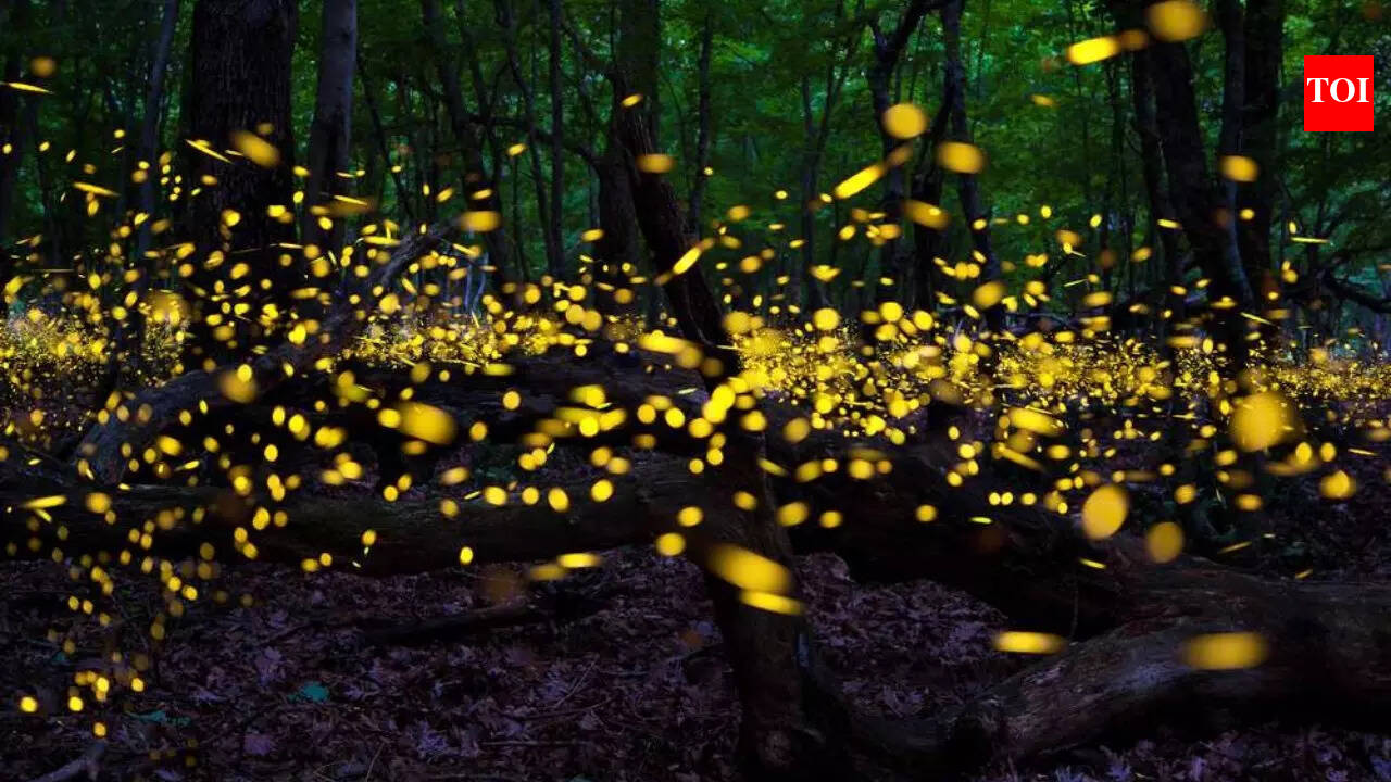 Why Do Fireflies Glow At Night