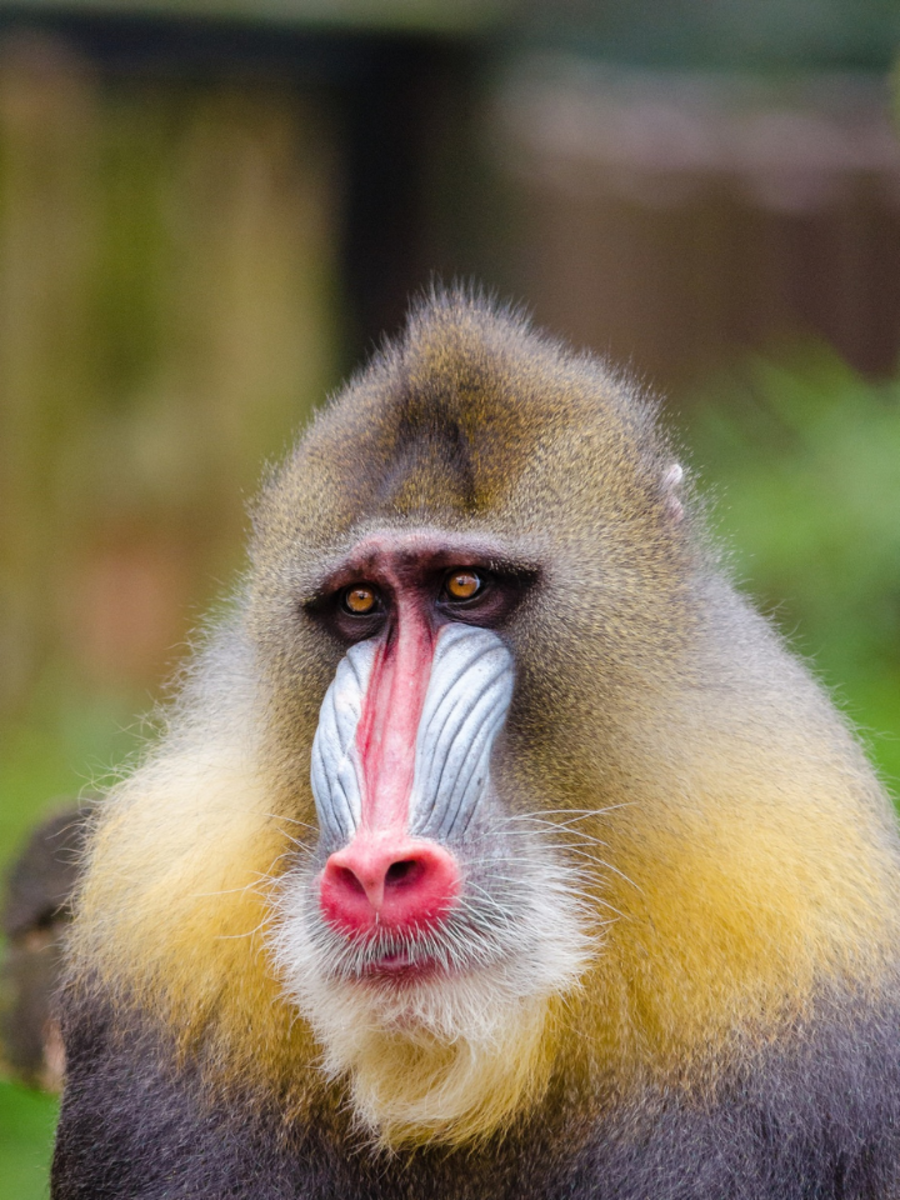 9 unique animals from the monkey and the Great ape family | Times of India