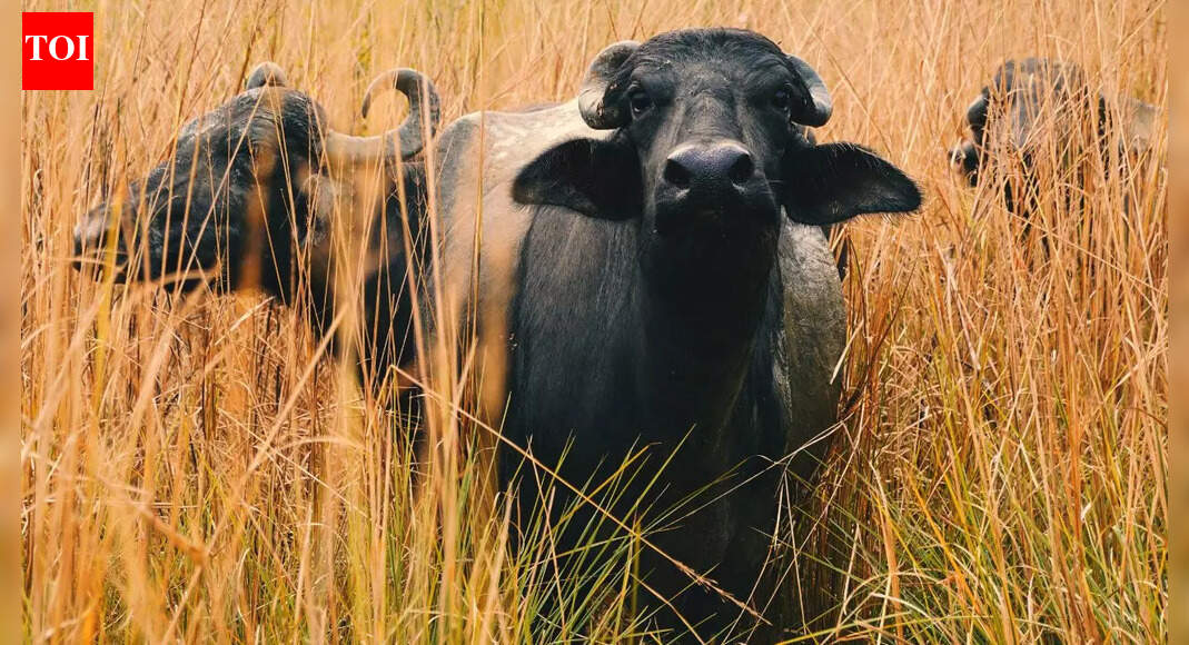 7 tallest animals in the world and why their height matters