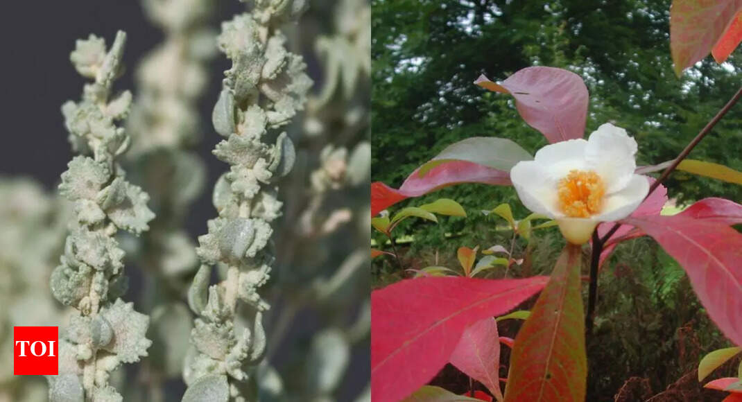 Top 10 Extinct Plants