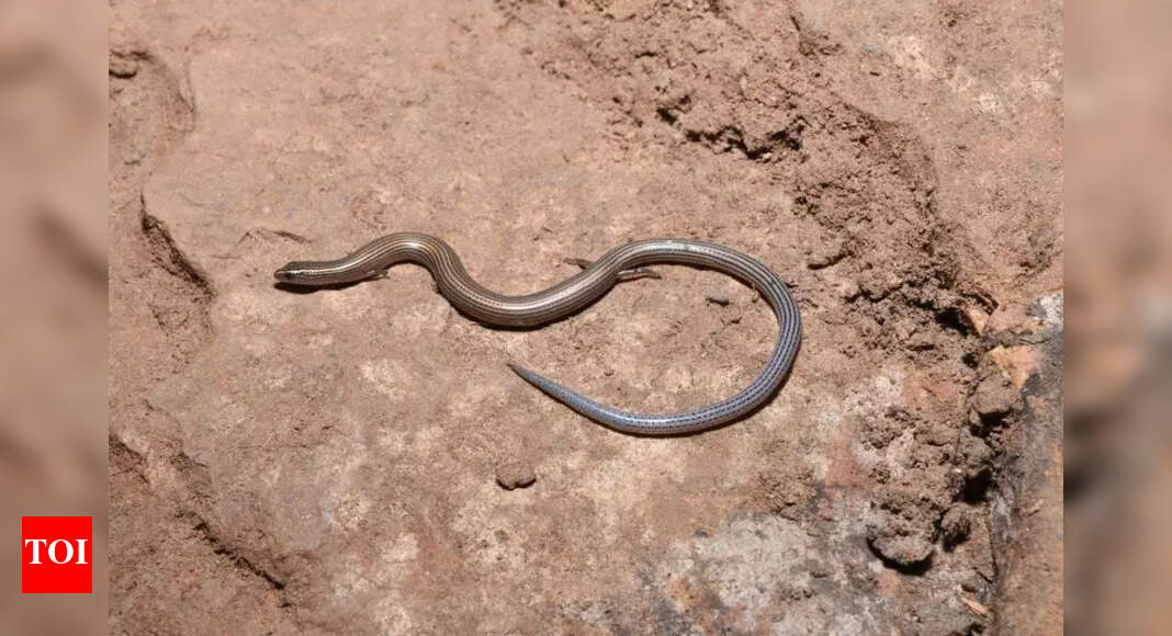 New skink species discovered in Eastern Ghats adds to India’s reptile ...