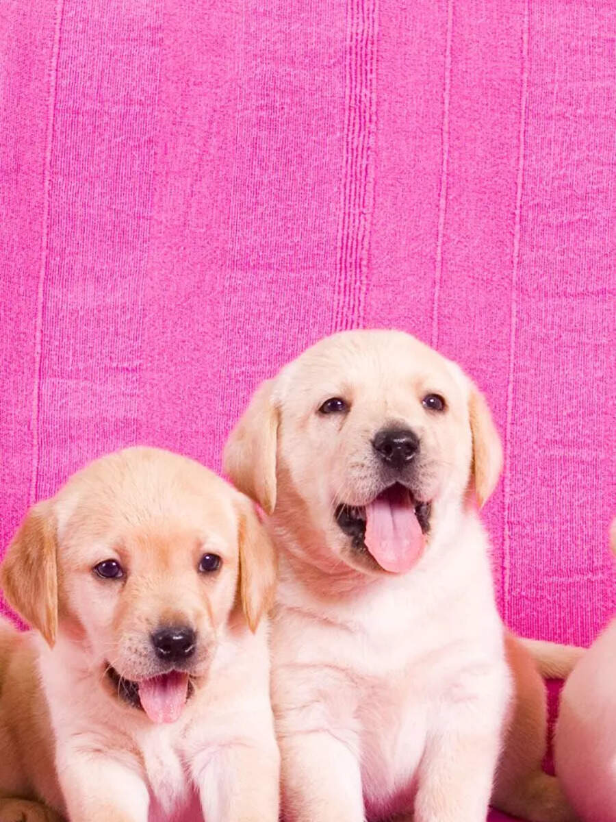 From Labrador to Beagles: 10 puppy pictures that are too cute to handle ...