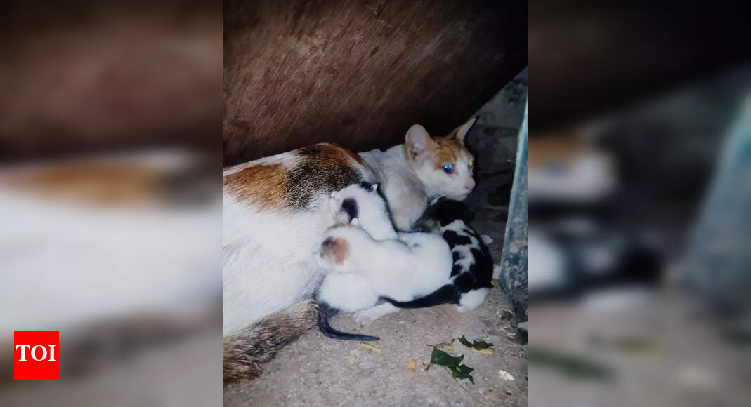 Nashik civic body to sterilize stray cats, gets general body’s nod ...