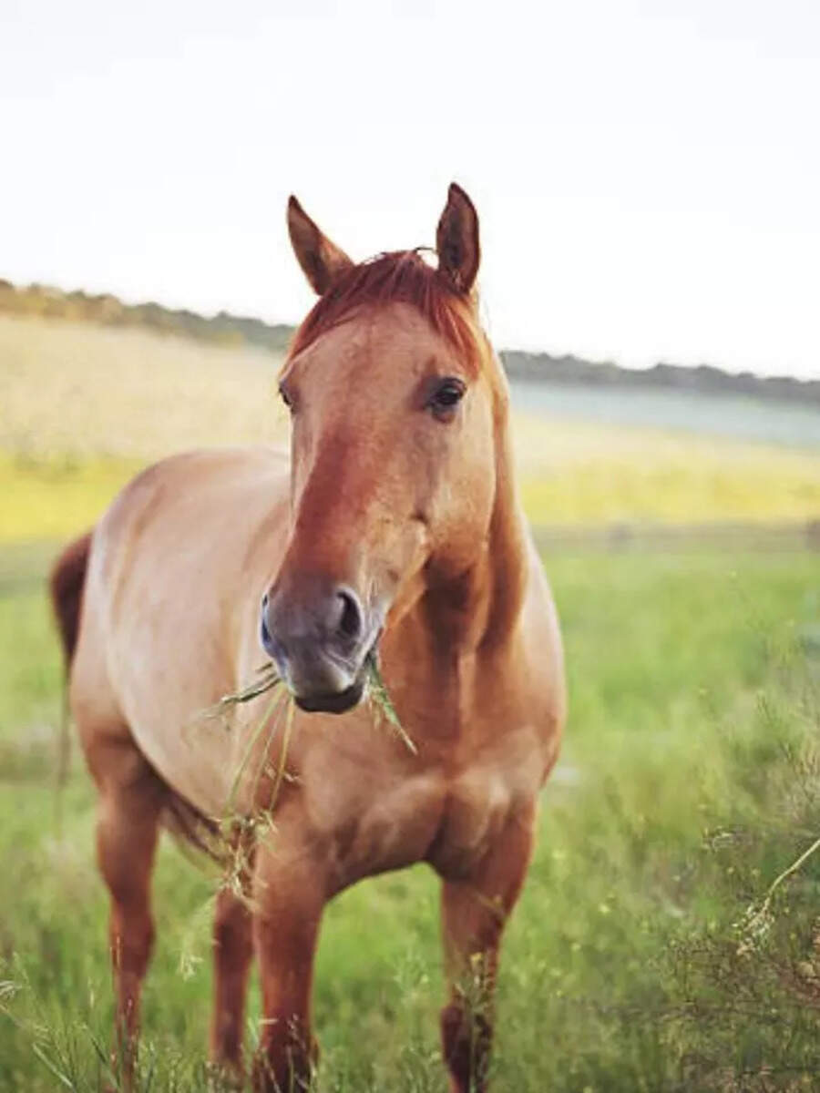 Animals with super senses: How they detect earthquakes, illness, and ...