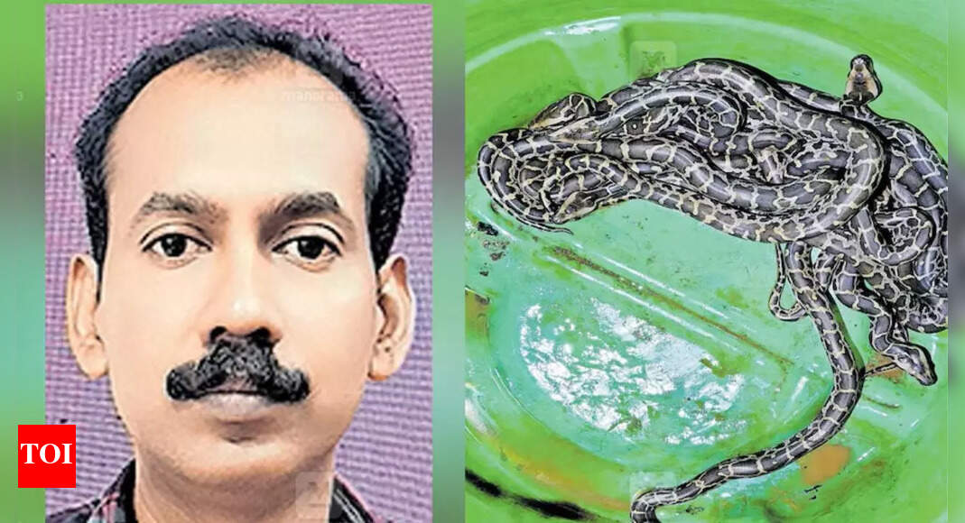 10 baby pythons born in Kerala man’s home after eggs rescued from ...
