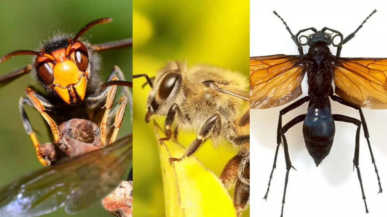 Most Aggressive Bees Did You Know The Difference Between A Bee, A