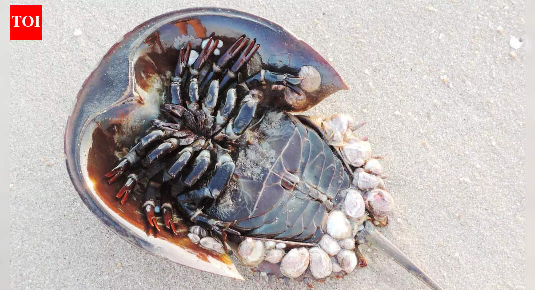 7 lesser-known animals that have colourful blood and why