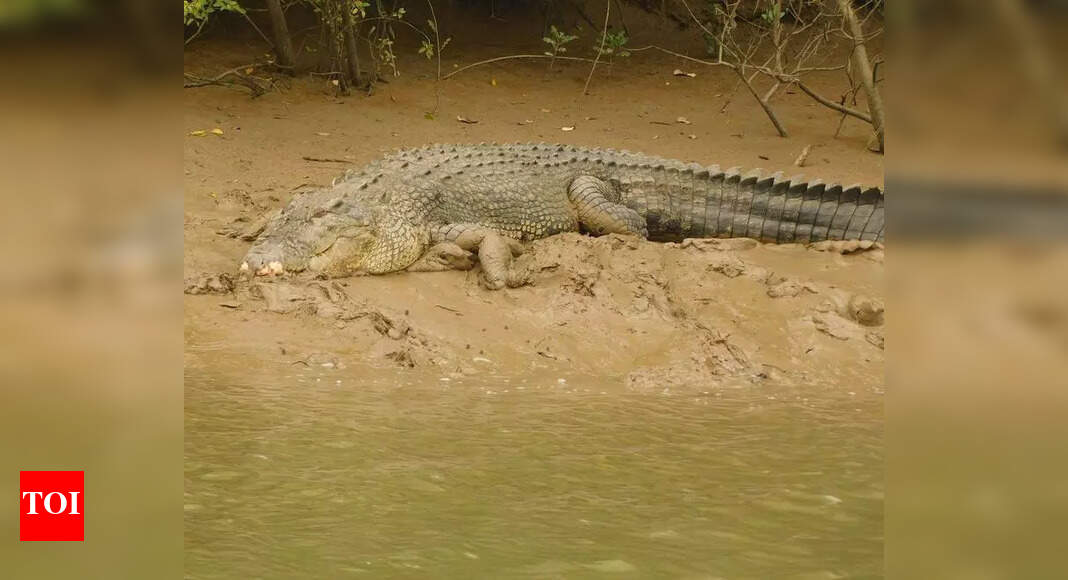 State marks 50 years of crocodile conservation initiative | Bhubaneswar ...