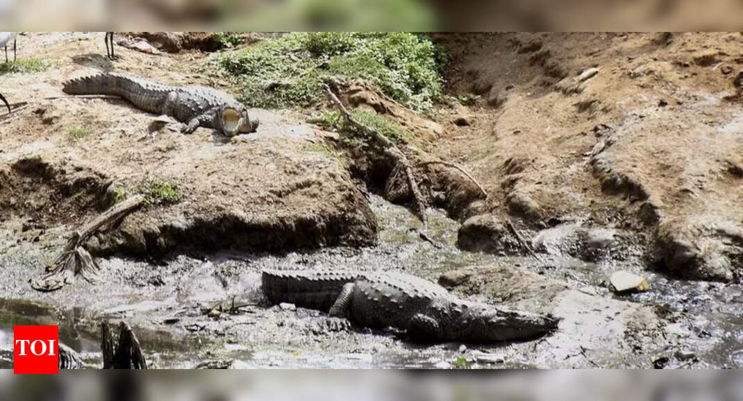 Vishwamitri project: Crocodiles give workers safe passage | Vadodara ...
