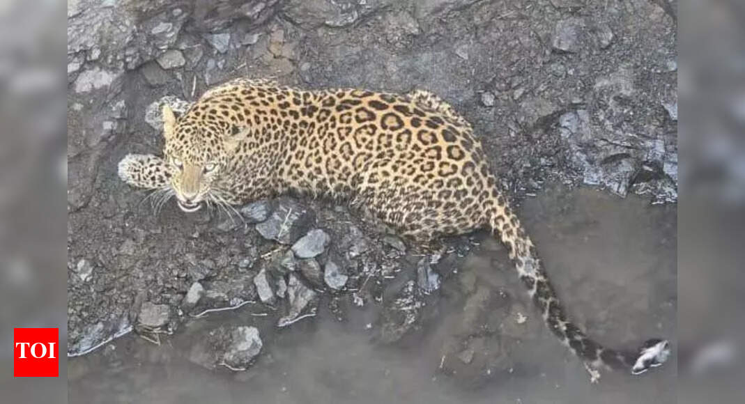 Forest department allays fear amid claims of leopard spotting near ...