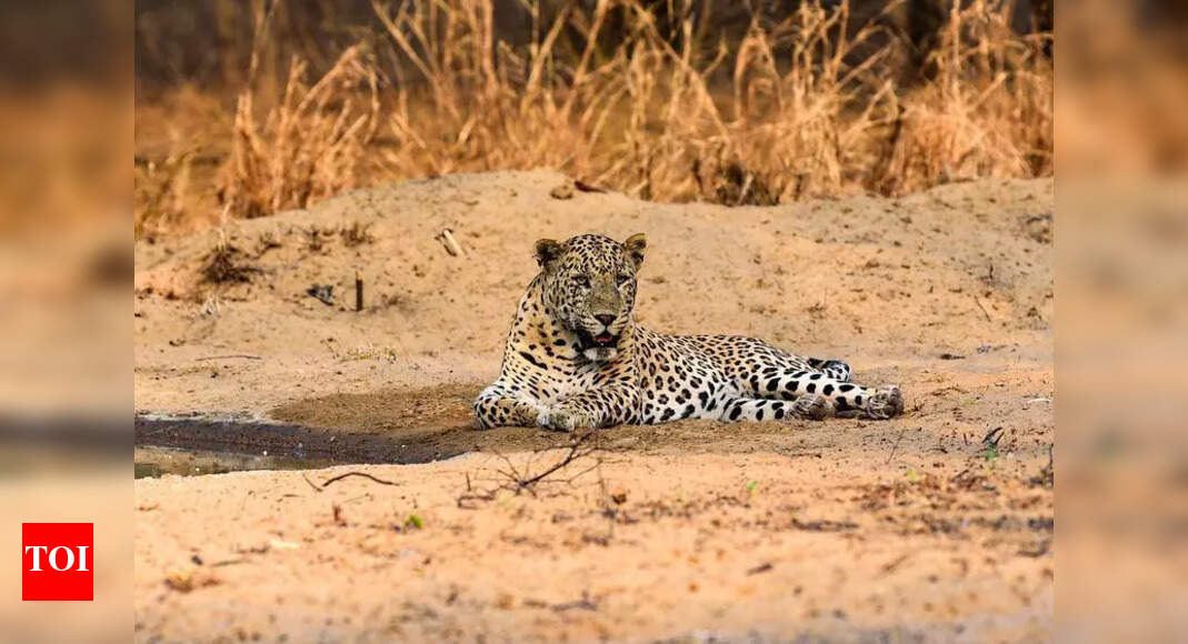 5 suffer minor injuries in leopard attack in Dindori | Nashik News ...