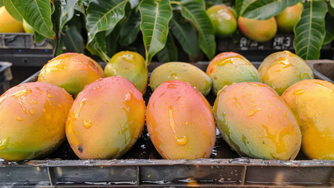 Top 10 Mango-Producing States in India and Their Famous Varieties