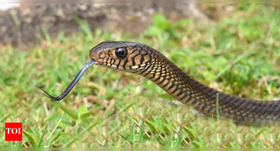 ‘Chera’ no more common, set for official honour as state’s reptile ...