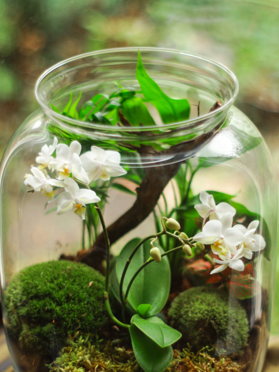 How to build a small, self-sustaining aesthetic Terrarium at home ...