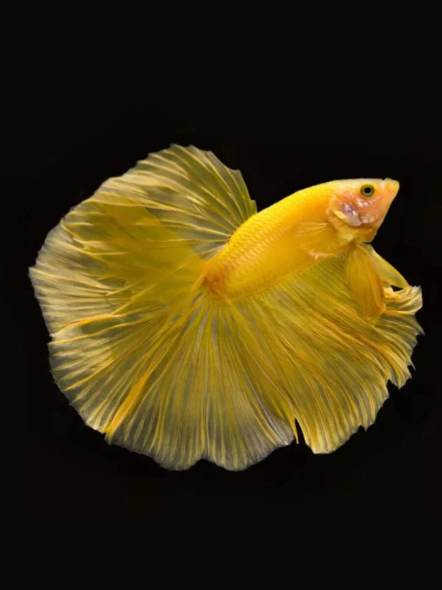 8 aquarium fish for beginners that are easy to care for and hard to ...