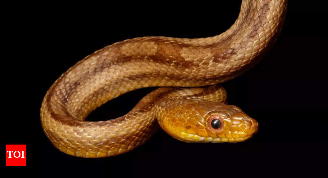 5 common myths about snakes-- And how true they are | - Times of India