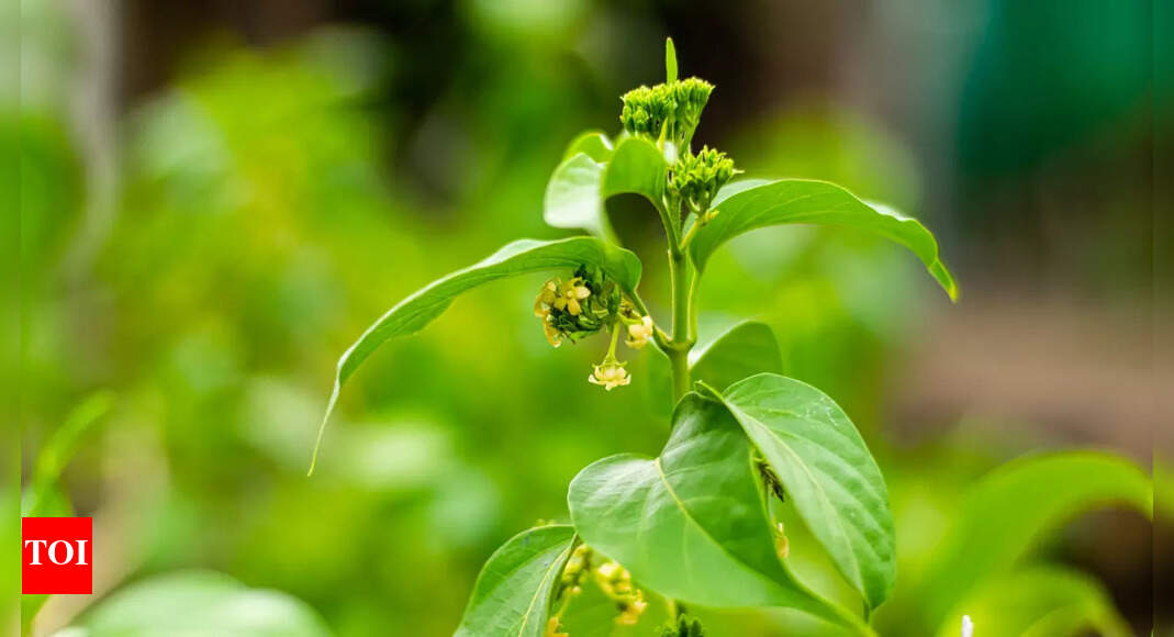 Gurmar, Madhunashini, or sugar killer plant: How this plant naturally ...