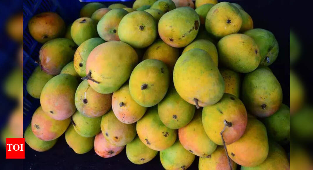Mango trader dies of heart attack amid price crash in Kolar | Bengaluru ...