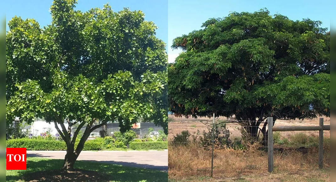 10 fast-growing trees in India that you can plant for cooling shade ...