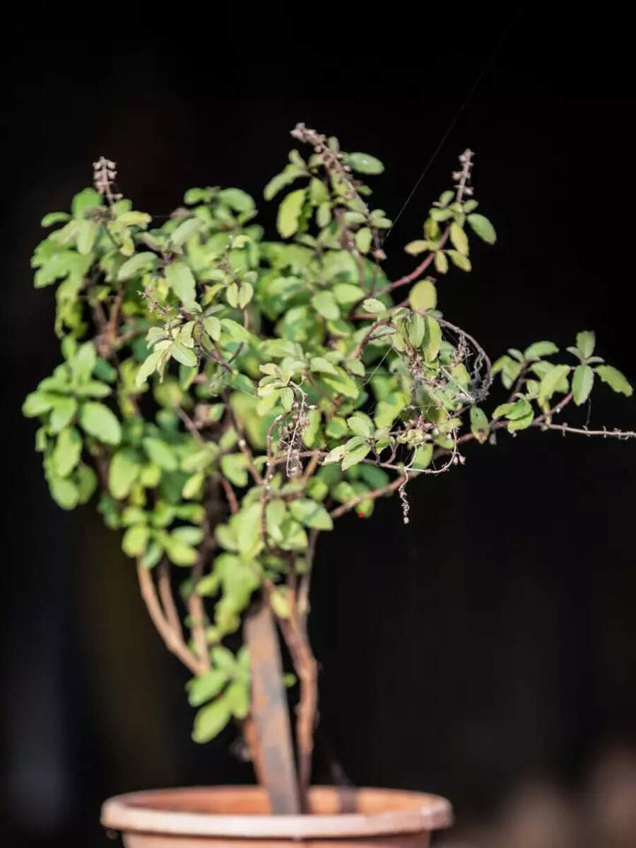 8 reasons why a Tulsi plant stops growing and how to improve it | Times ...