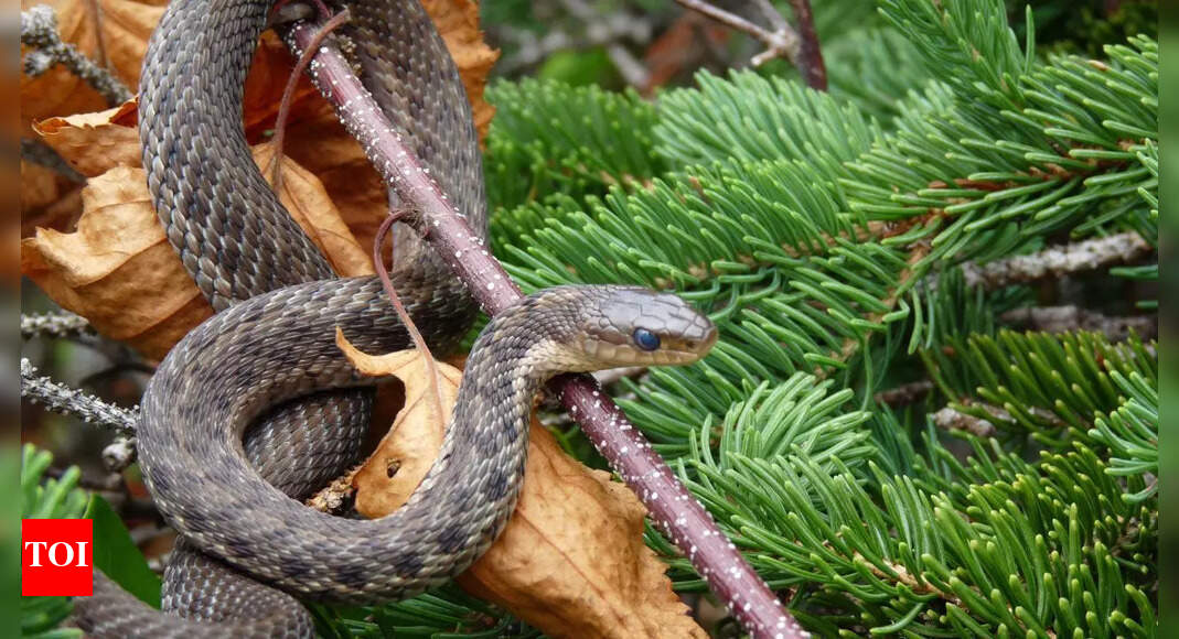 Chemicals and natural ingredients that keep snakes away from home and ...