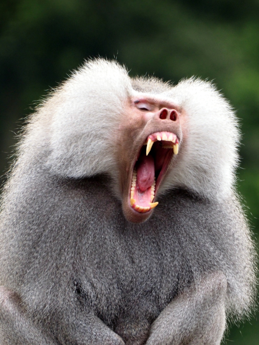 9 unique animals whose names start with 'B' | Times of India