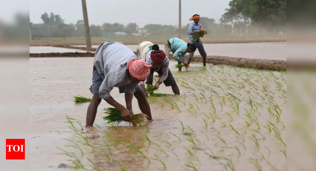 Paddy transplantation in Punjab takes power demand to 16,678 MW ...
