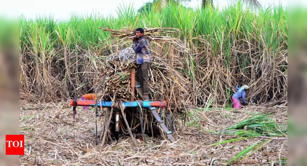 Cane farming gets boost in UP with 243 new varieties | Lucknow News ...