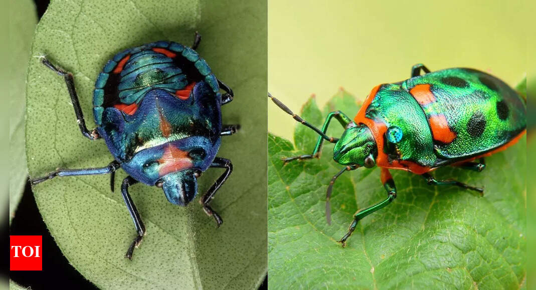 Meet 6 insects on Earth that look like living jewels | - Times of India