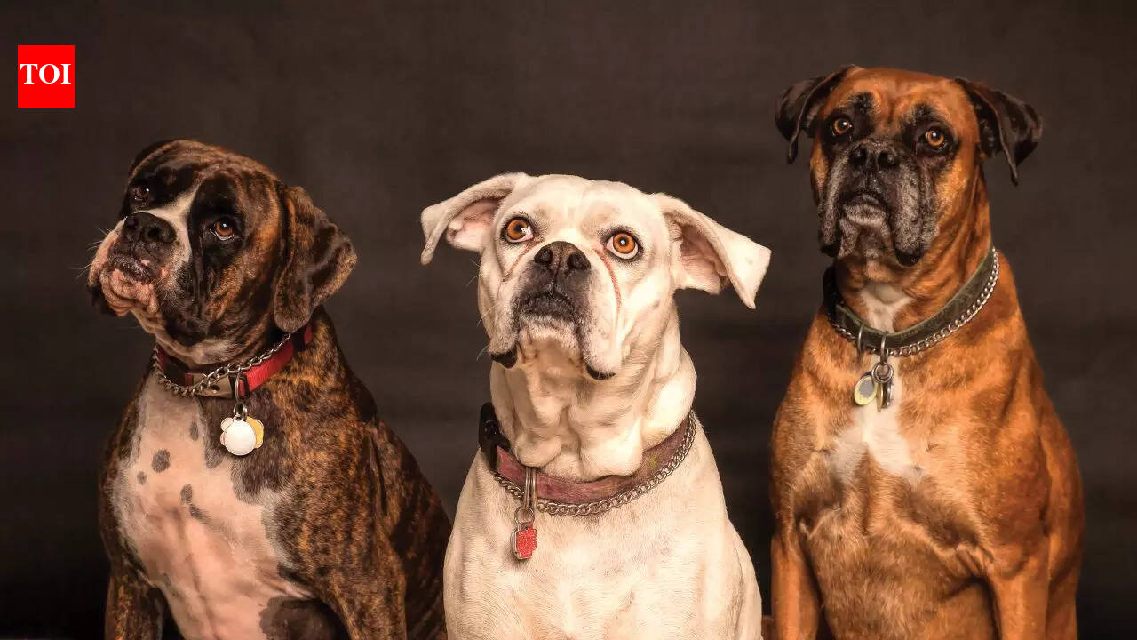 11 dog breeds with shortest lifespans