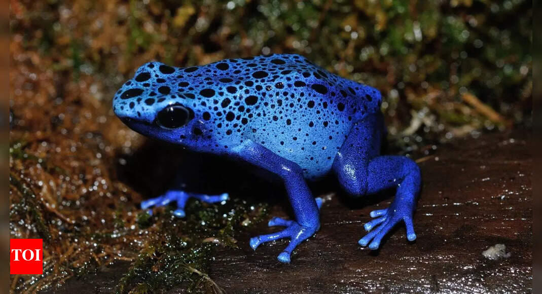 5 rare animals to spot in Indian rainforests - Times of India
