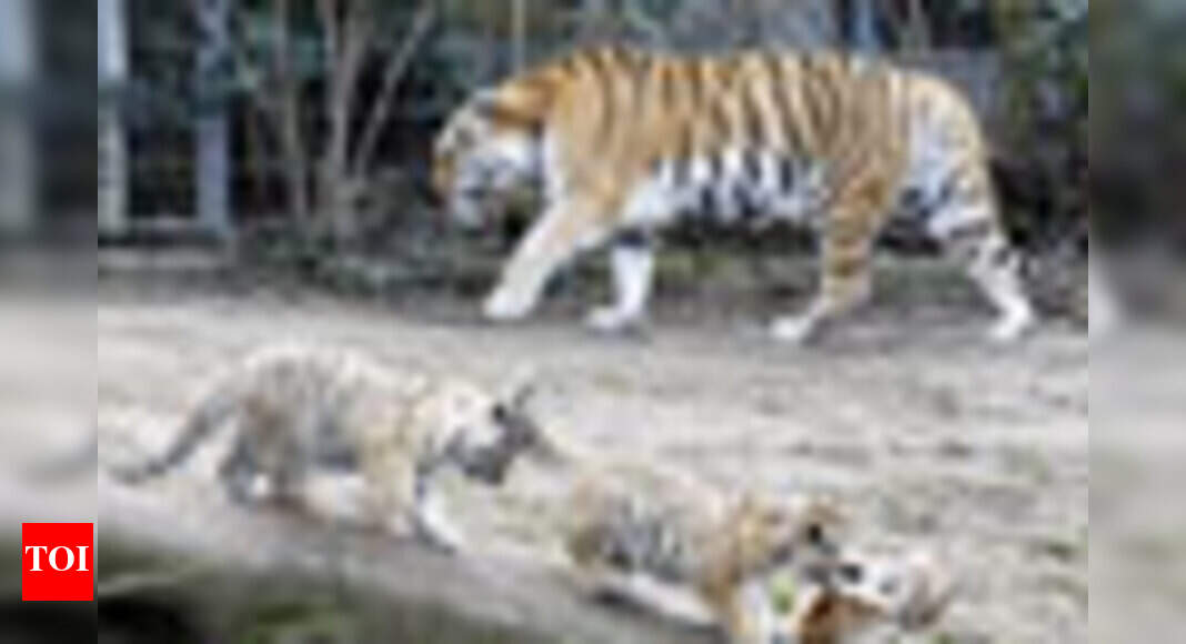 Maharashtra loses its 7th tiger in 4 months | Nagpur News - Times of India